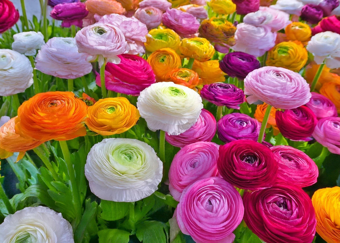 Bringing Your Garden Back to Life: Starting Ranunculus Indoors for Spe ...